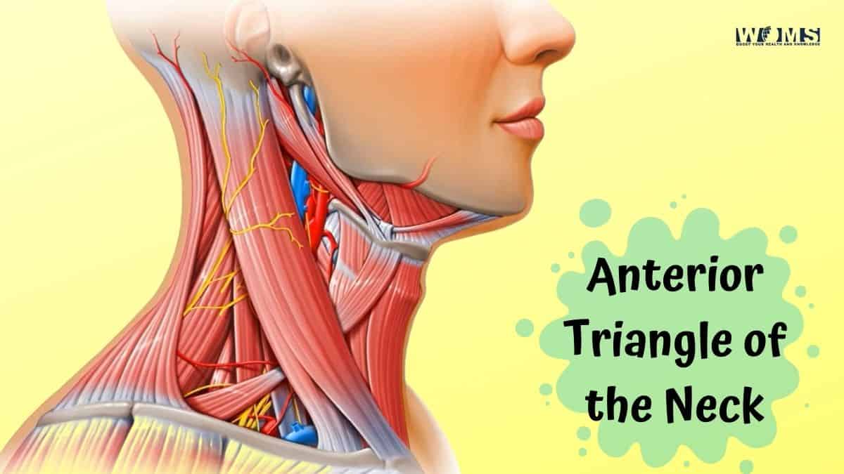 The Anterior Triangle of the Neck - Make My Health Well