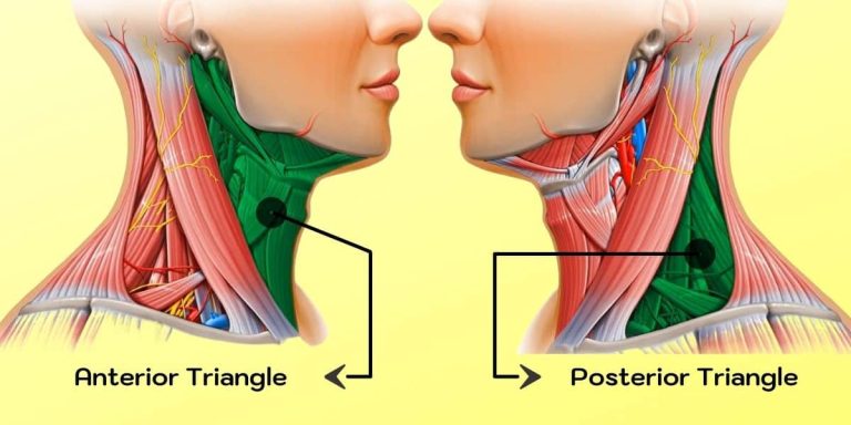 The Anterior Triangle of the Neck - Make My Health Well