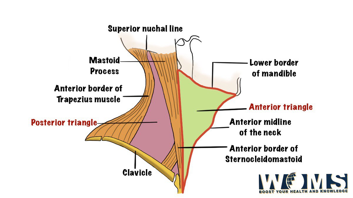The Anterior Triangle of the Neck - Make My Health Well