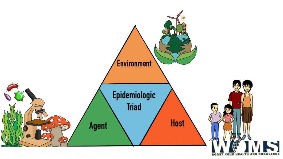 Epidemiological Triad: What is it? - Make My Health Well