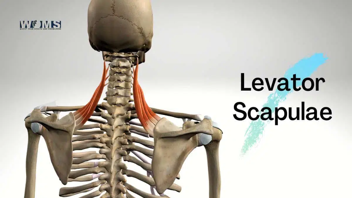 Levator Scapulae muscle: anatomy, action and important clinical ...