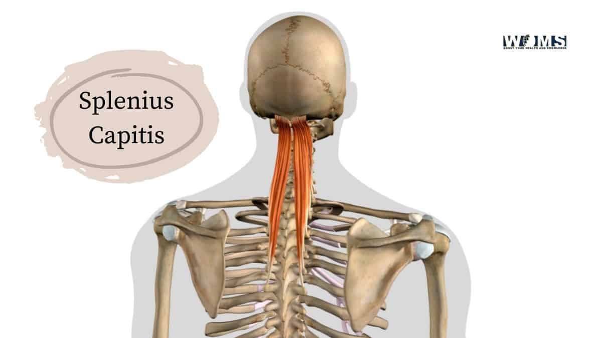 The Splenius Capitis - Make My Health Well