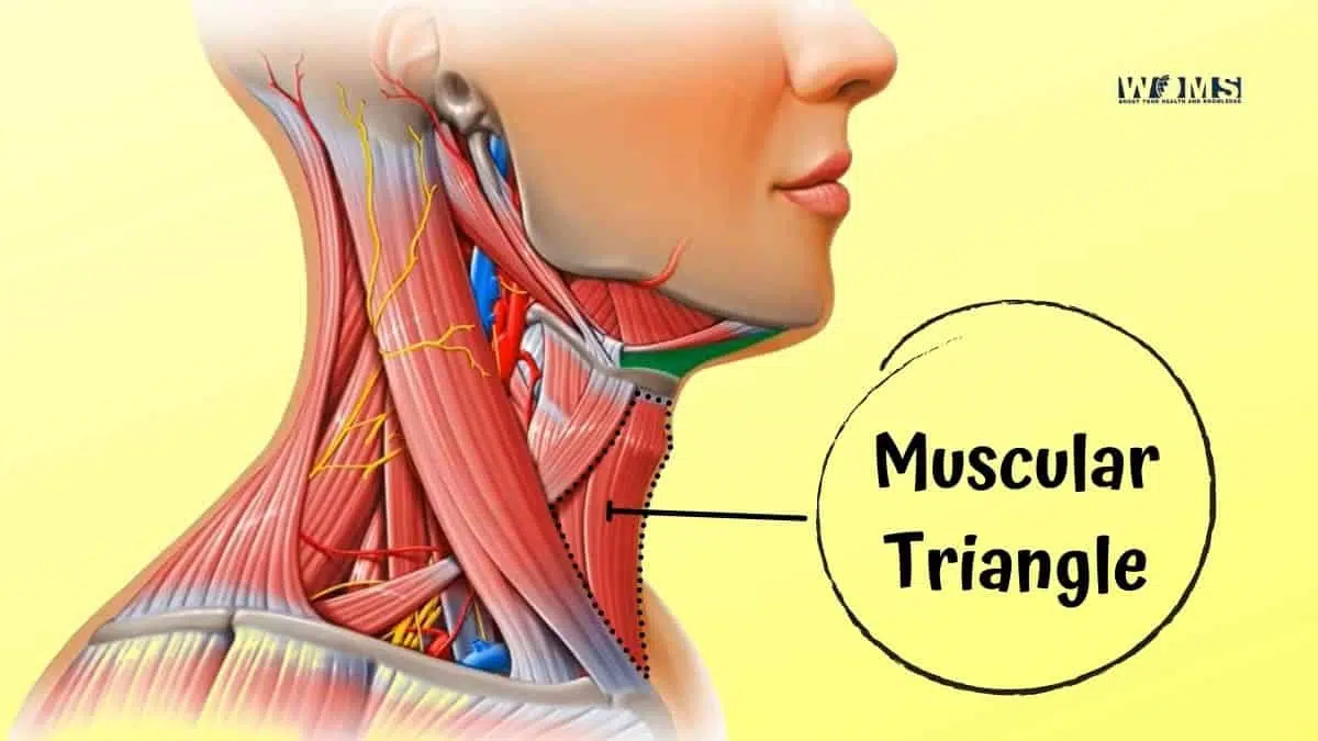 Muscular Triangle - Make My Health Well