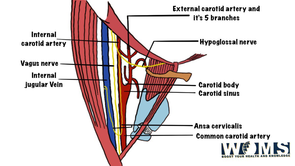 The Carotid Triangle - Make My Health Well
