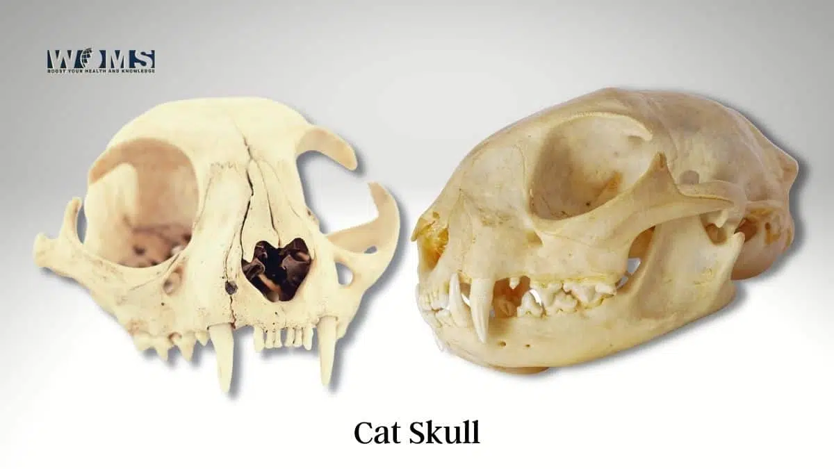 The Ultimate Guide to Cat Skull: Images and Anatomy - Make My Health Well
