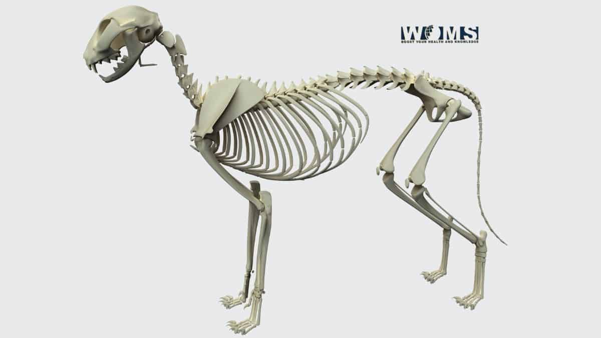 Dog Skeleton: Anatomy and Vitals - Make My Health Well
