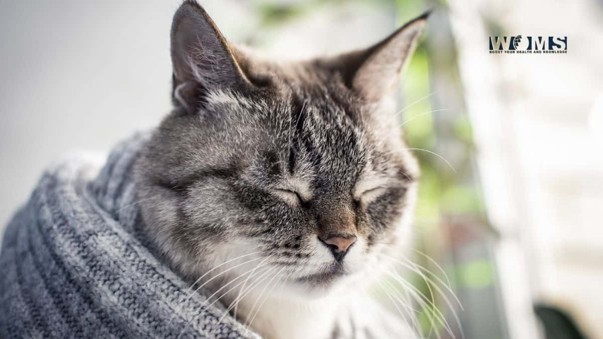 Cat Inbreeding: Is it good? - Make My Health Well