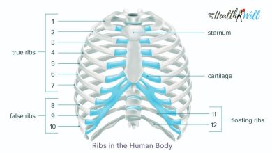 How Many Ribs Do Men Have? - Make My Health Well
